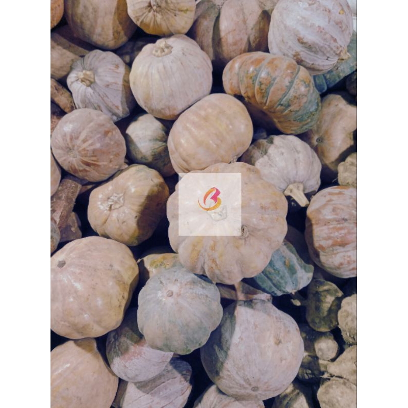 Jual Labu Kuning Tua/Waluh Kuning 1kg | Shopee Indonesia