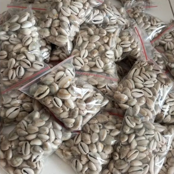 Jual Biji kerang Congklak Mainan Anak Tradisional - Biji Kuwuk | Shopee ...