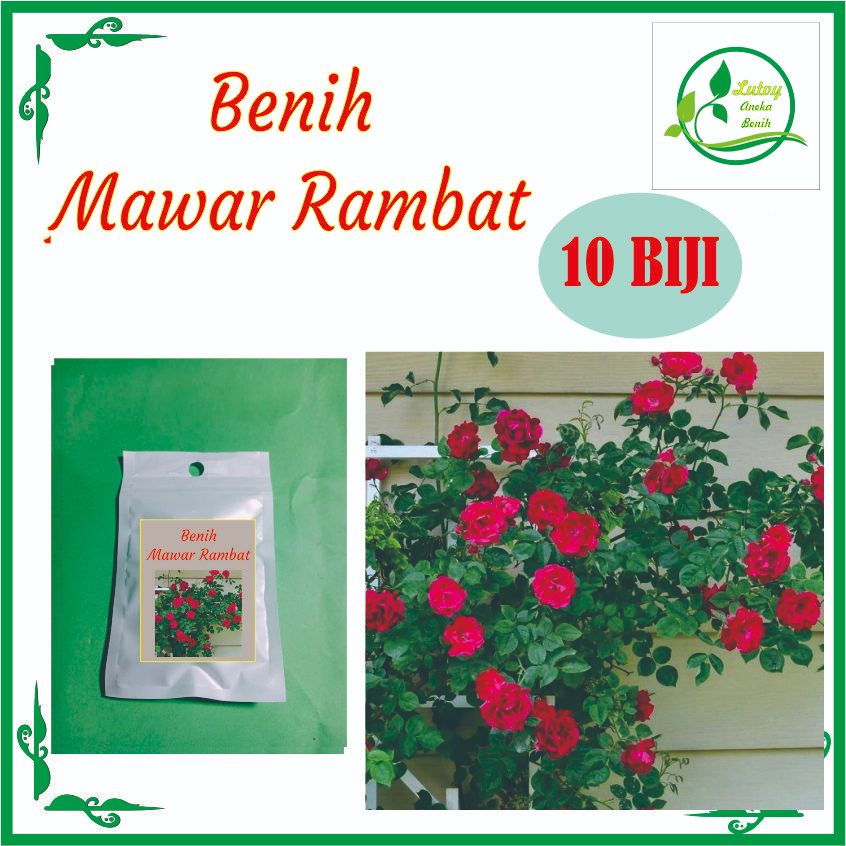 Jual BENIH BUNGA MAWAR RAMBAT ISI 10 BIJI | Shopee Indonesia