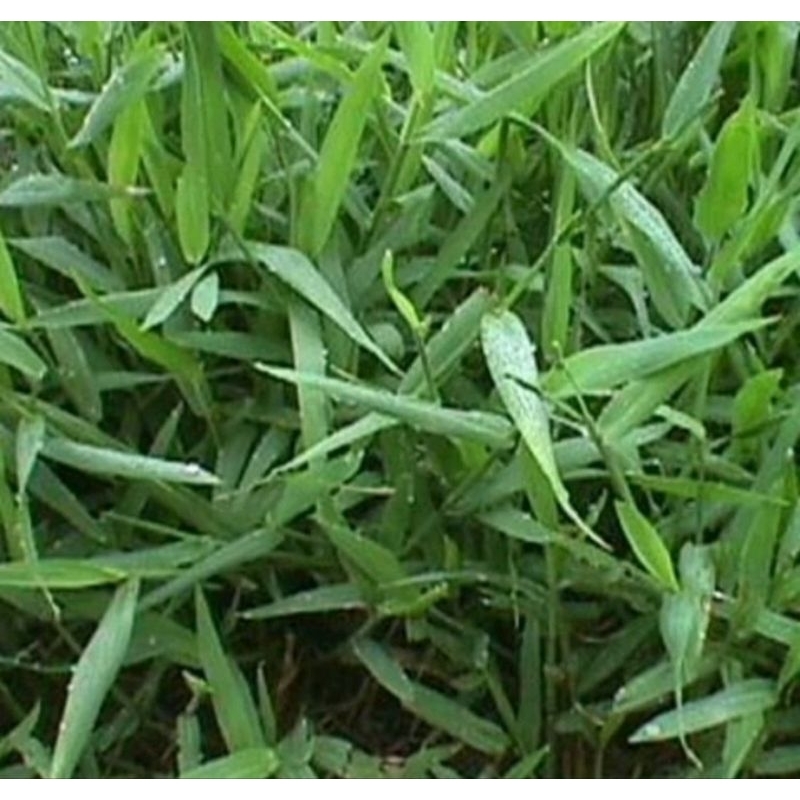 Jual Benih Rumput Brachiaria Decumben 1kg - Bibit Biji Rumput Pakan ...