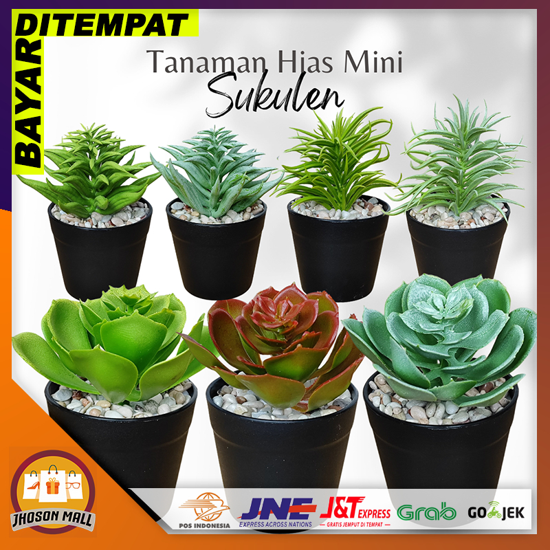 Jual JM Tanaman Hias Sukulen Mini Dekorasi Ruangan Bunga Hias ...