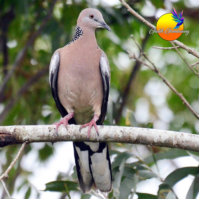 Jual Burung Derkuku Tekukur | Shopee Indonesia