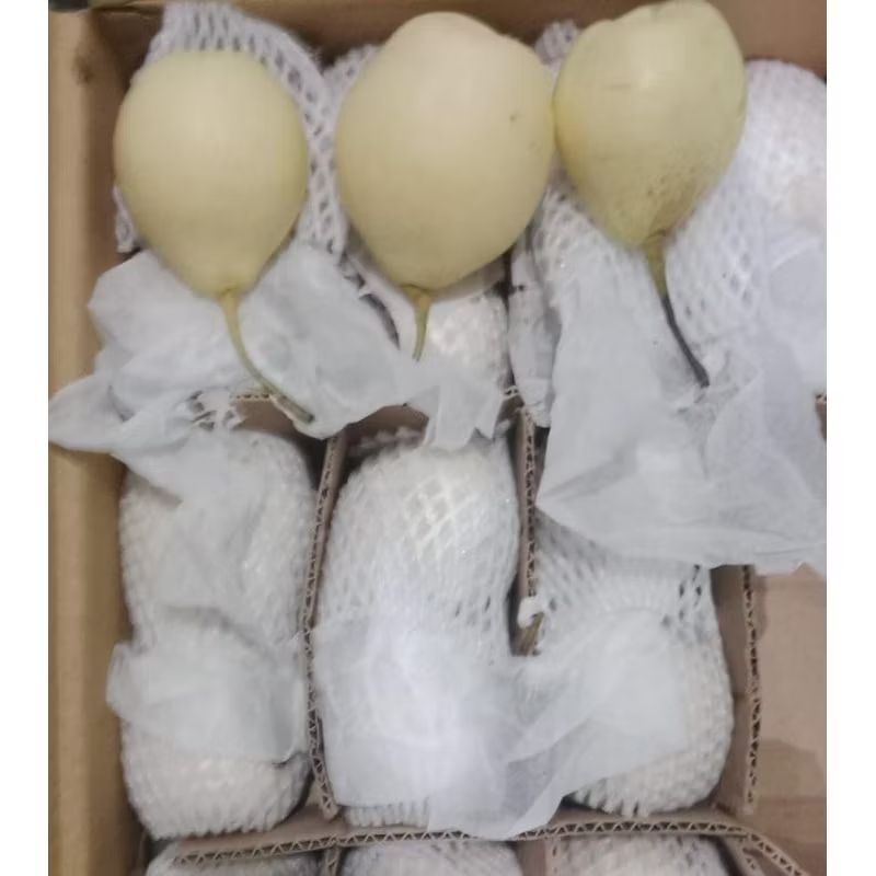 Jual Indukbuah Buah Pear Yalie 1kg | Shopee Indonesia