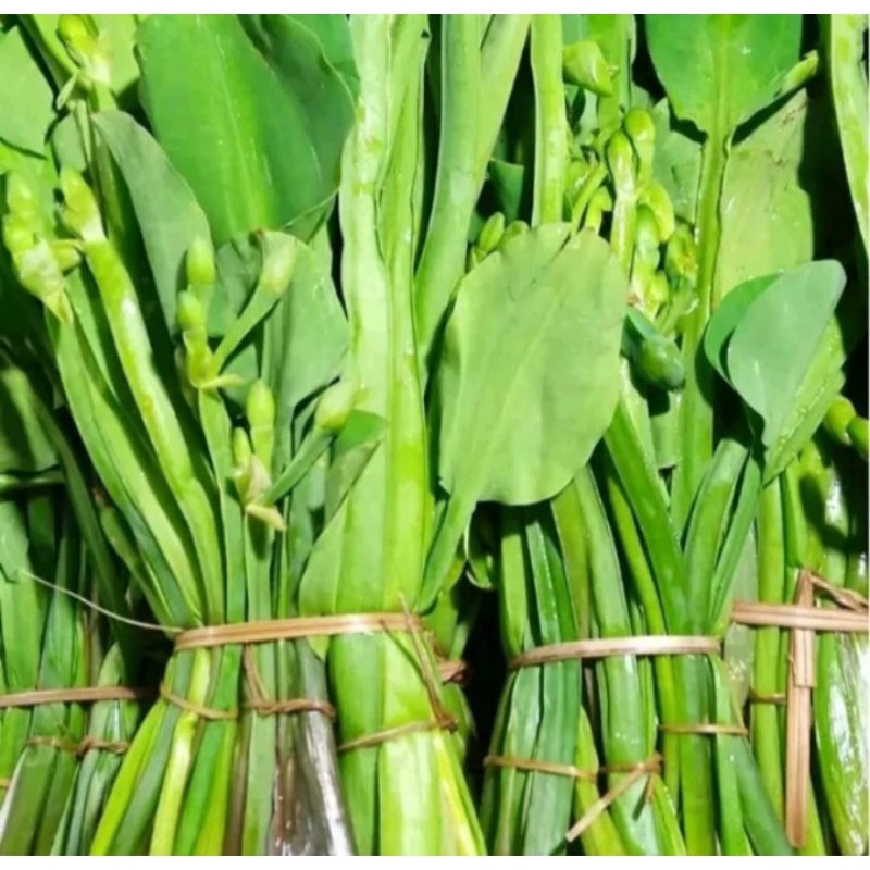 Jual sayuran genjer segar 300gram isi banyak | Shopee Indonesia