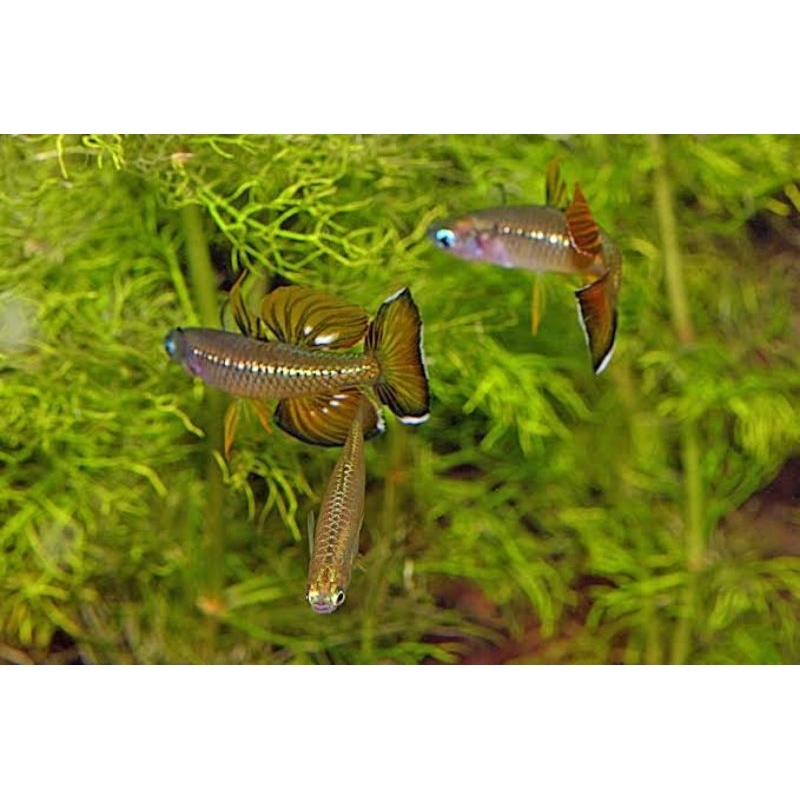 Jual Ivantsoffi Delicate Blue Eye Aquascape | Shopee Indonesia