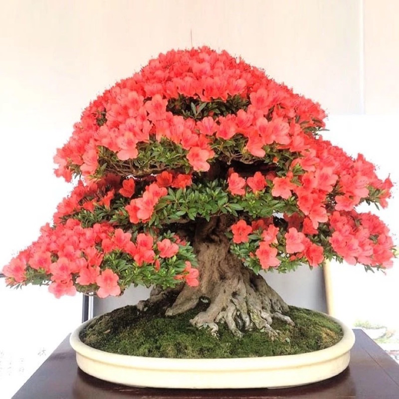Jual ( RIMBUN ) Bunga Azalea orange tumpuk/asalea/saliah bunga tumpuk ...