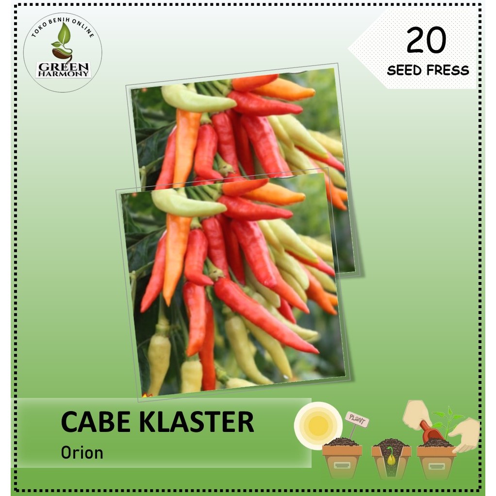Jual 20 Biji - Benih cabe rawit ORION, buah bergerombol, unggul ...