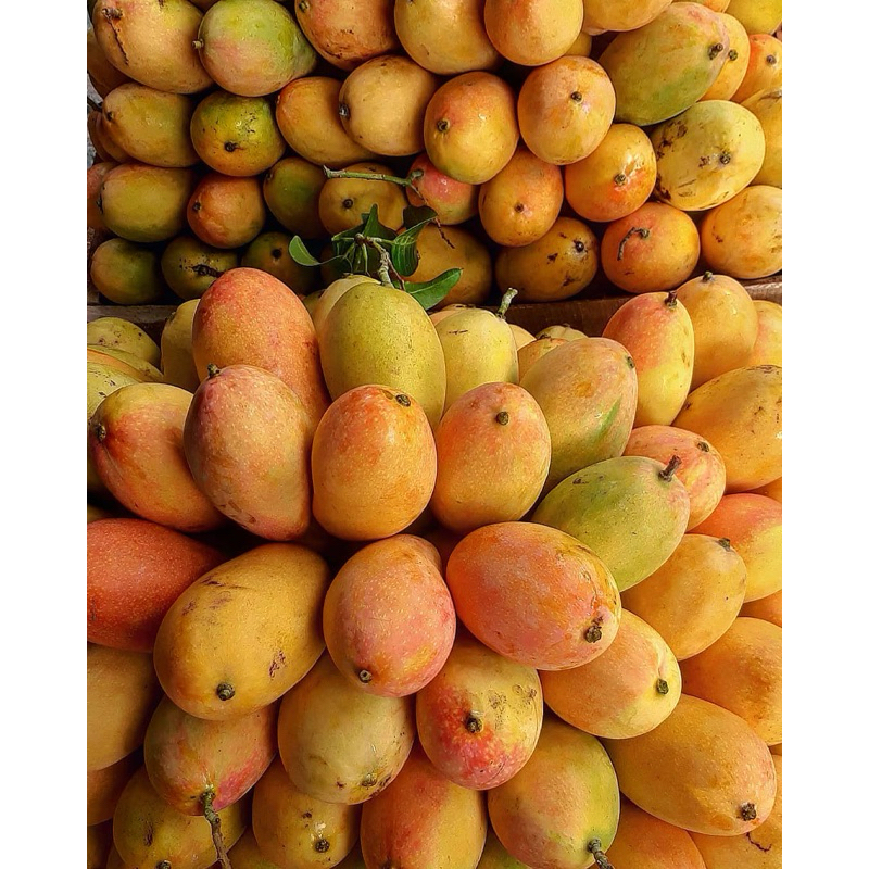 Jual Mangga Podang Masak Pohon Berat 1 Kg | Shopee Indonesia