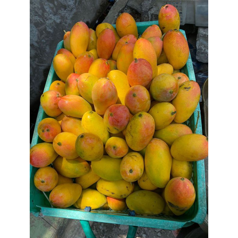 Jual Mangga Podang Masak Pohon Berat 1 Kg | Shopee Indonesia