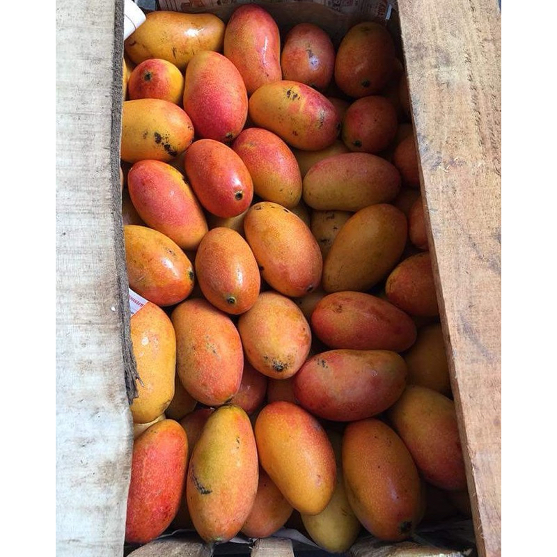 Jual Mangga Podang Gunung Masak Pohon Berat 1 Kg | Shopee Indonesia