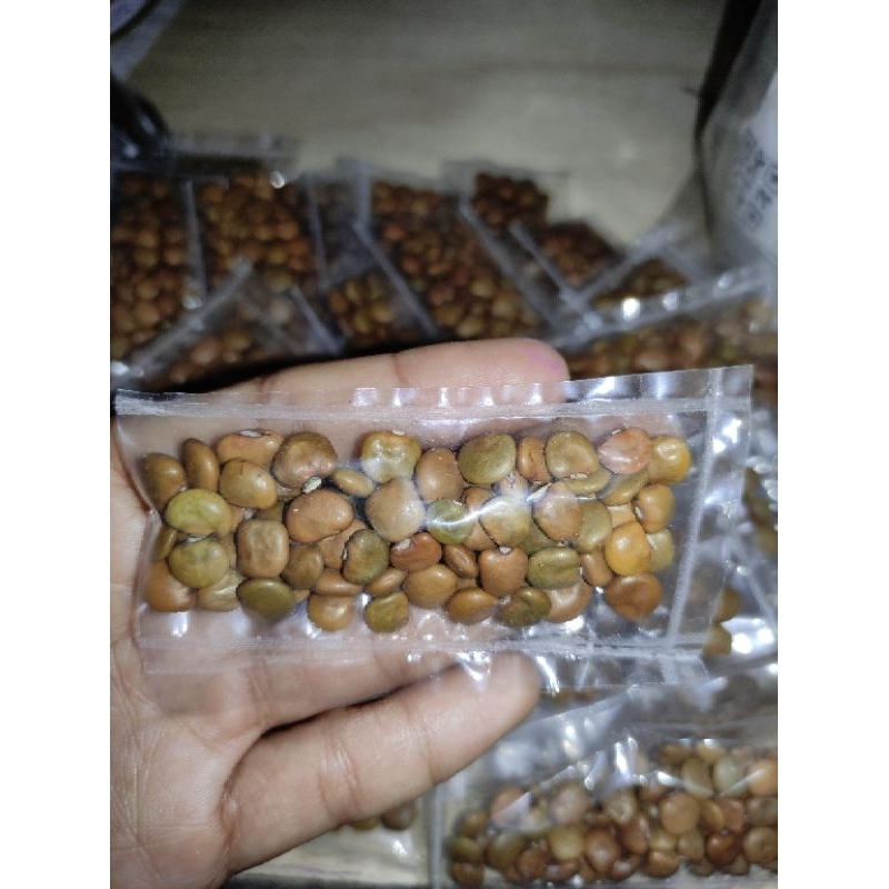 Jual Benih Bengkoang Kemasan 10 Gram | Shopee Indonesia