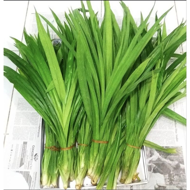 Jual daun pandan segar 1 ikat | Shopee Indonesia