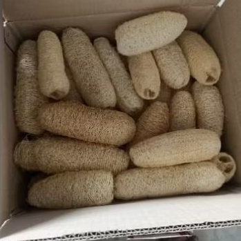 Jual Loofah Gambas Oyong Spon Mandi Spon Cuci Piring | Shopee Indonesia
