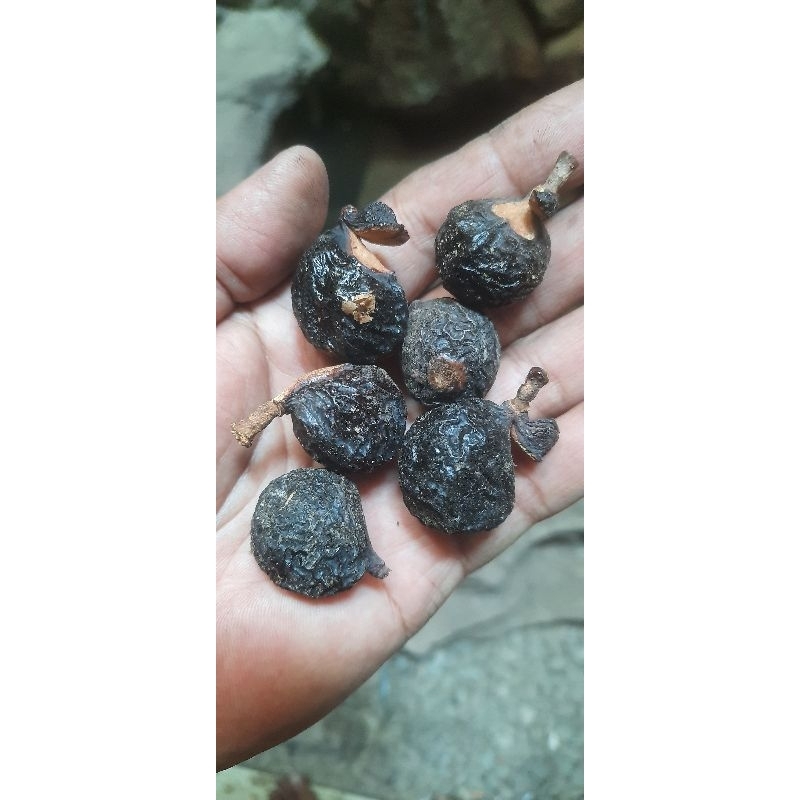 Jual Lerak , Kelerek , Klerek utuh 1 kg | Shopee Indonesia