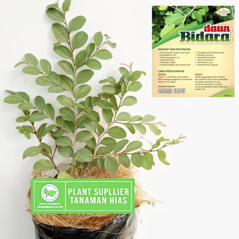 Jual ( BISA COD ) TERMURAH! Pohon Bidara Arab Rimbun Tinggi 35-45cm ...