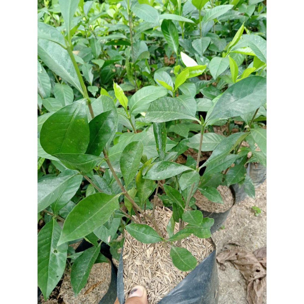 Jual Tanaman Daun Kaca Piring Organik - Obat Herbal - Gardenia - Obat ...