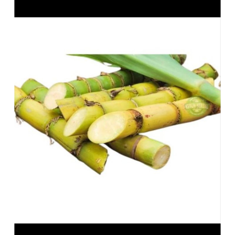 Jual Bibit Stek Tanaman Tebu Kuning Manis | Shopee Indonesia