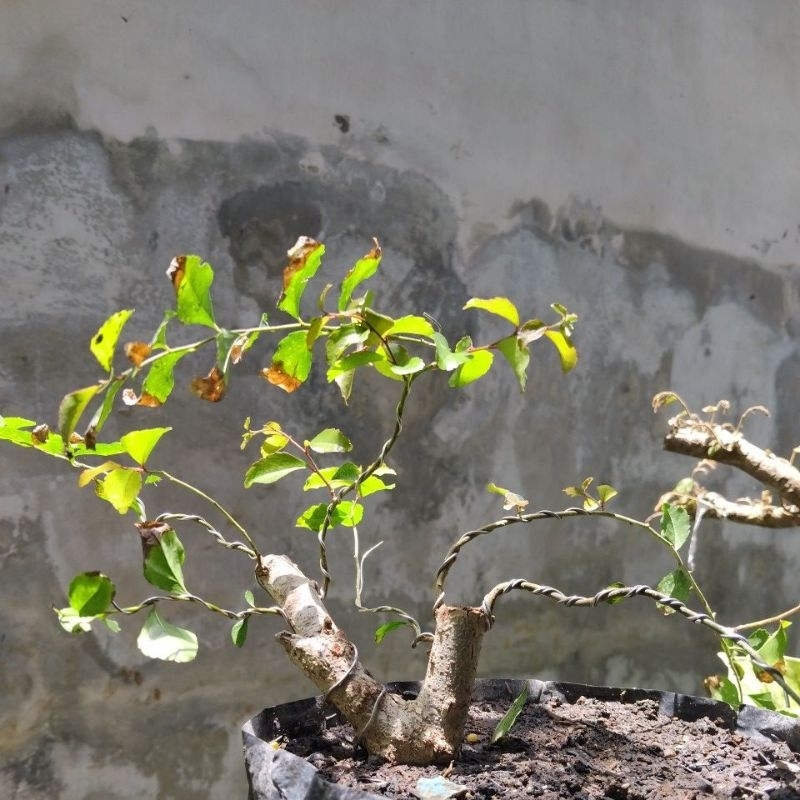 Jual Bahan Bonsai Rukem Pucuk Merah Small Size formal The Max Sudah ...