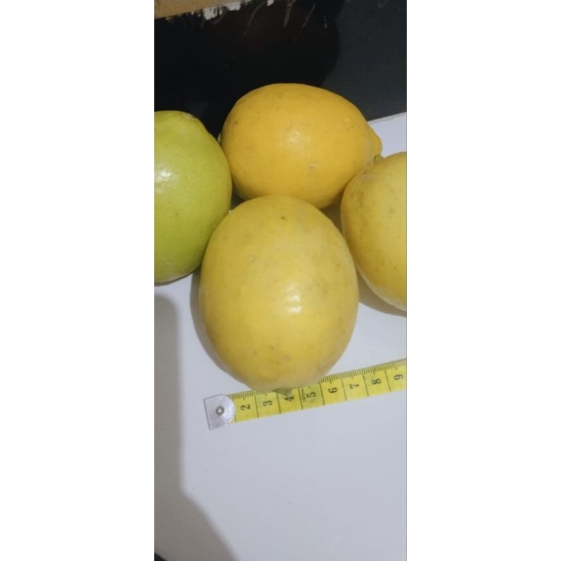 Jual jeruk lemon sigles super gread A 1 biji 150 gram - buah lemon ...