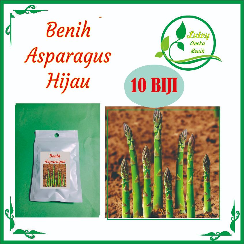 Jual BENIH ASPARAGUS 10 BIJI | Shopee Indonesia
