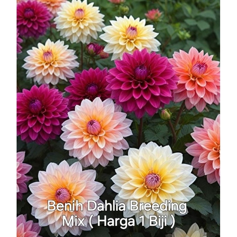 Jual Benih Dahlia Breeding Mix ( Harga 1 Biji ) | Shopee Indonesia