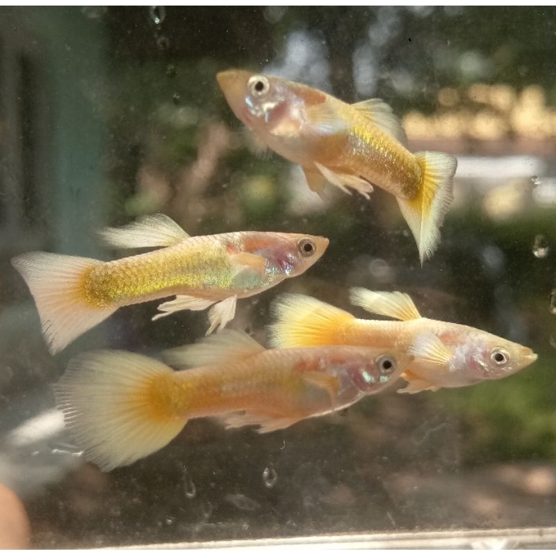 Jual Ikan Hias Guppy Full Gold Ikan Hias Aquarium Ikan Hias Aksesoris ...