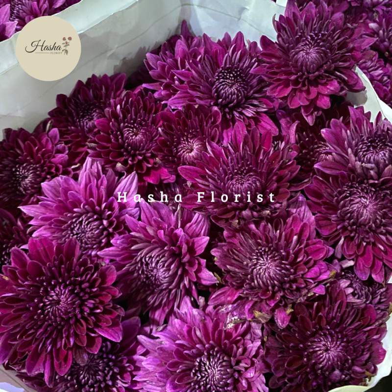 Jual Bunga Aster Euro Grade A ( Bunga Potong Segar Jakarta ) - By Hasha ...