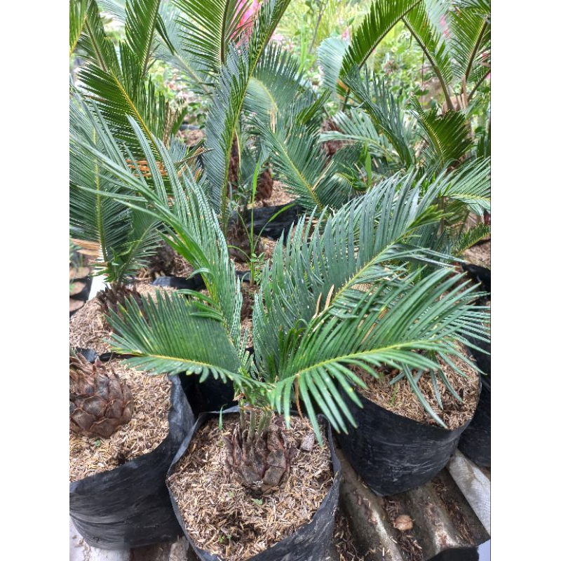 Jual Tanaman Hias Sikas Mawar Jambe | Shopee Indonesia