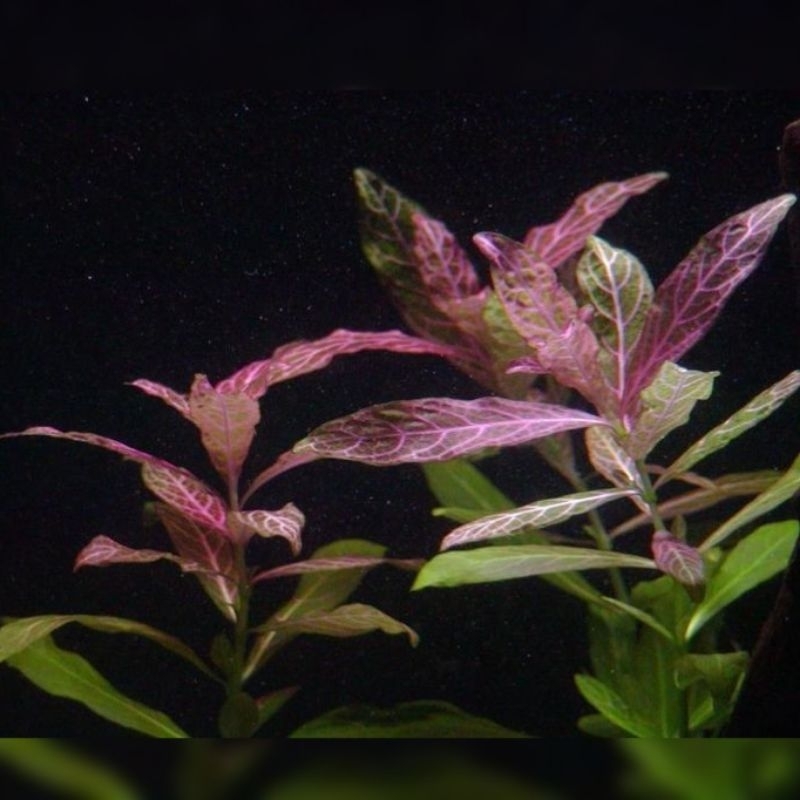 Jual Hygrophila Polysperma Sunset / Higropila Sunset / Higropila ...