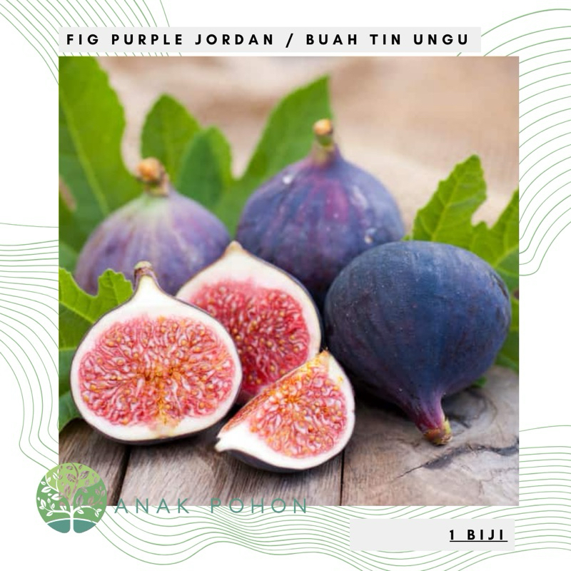Jual Benih Bibit Biji - Buah Tin Ungu Ara Yordania / Figs Purple Jordan ...