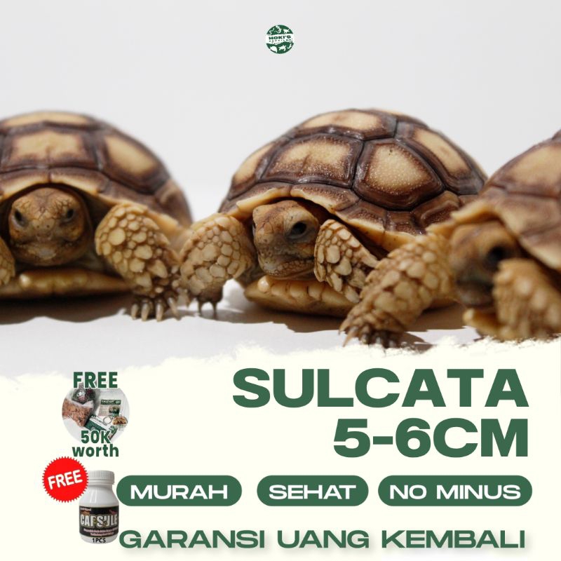 Jual PELET SULCATA GRADE A SEHAT RAKUS NO MINUS NO MBD GARANSI | Shopee ...