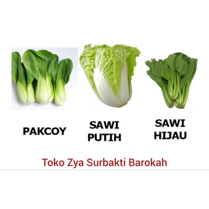 Jual SAWI PUTIH SAWI HIJAU CESIM PAKCOY | Shopee Indonesia