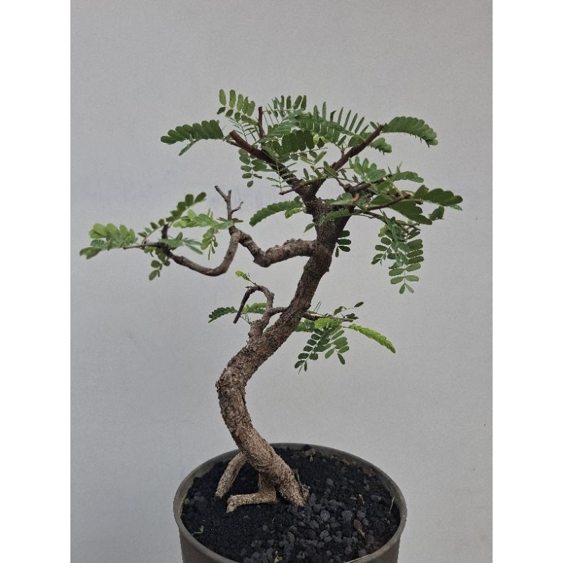 Jual bonsai asem jawa | Shopee Indonesia