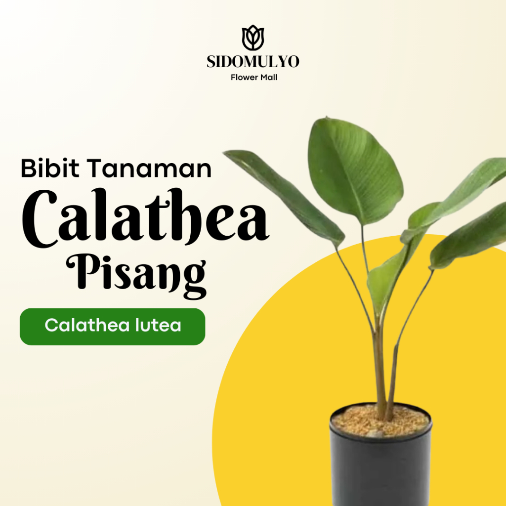 Jual Tanaman Hias Calathea Pisang - Calathea Lutea Kalatea Meranti ...