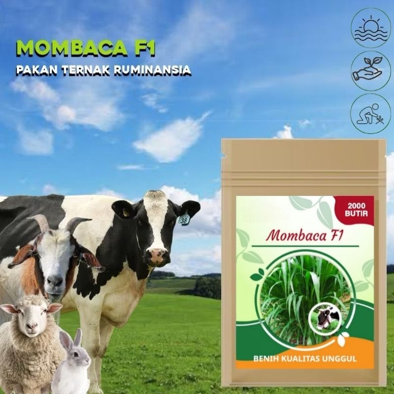 Jual Benih Rumput Super Mombaca F1 asli 1000 biji Rumput Hidup Premium ...