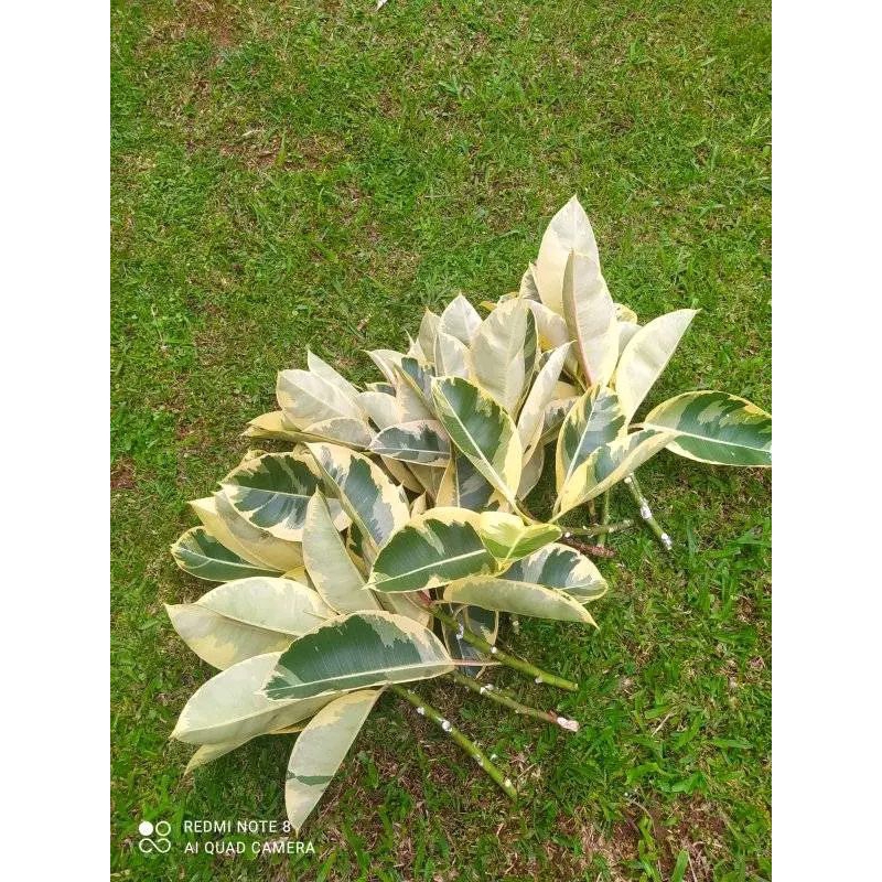 Jual tanaman hias batang karet kebo varigata | Shopee Indonesia
