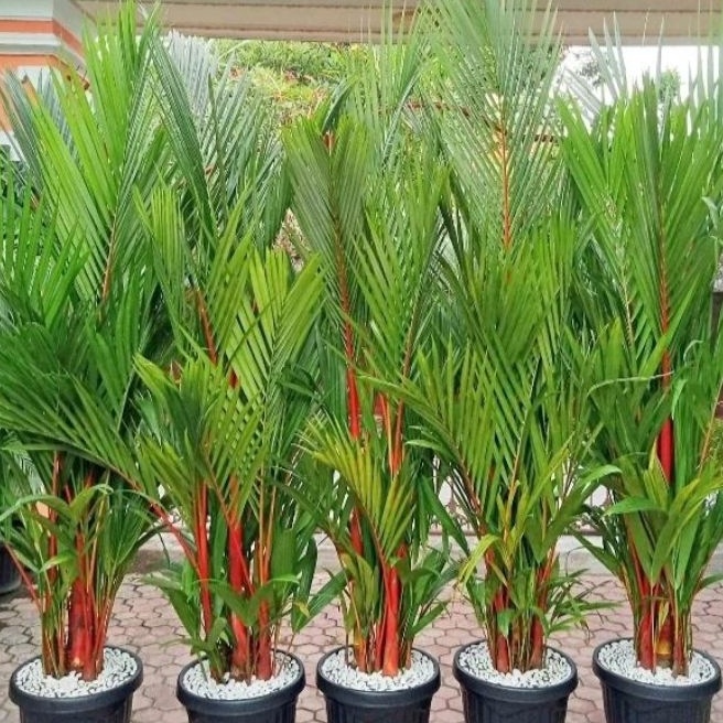 Jual FG2 Tanaman Hidup Indoor Palem Pinang Merah 1 Meter Tanaman Hias ...