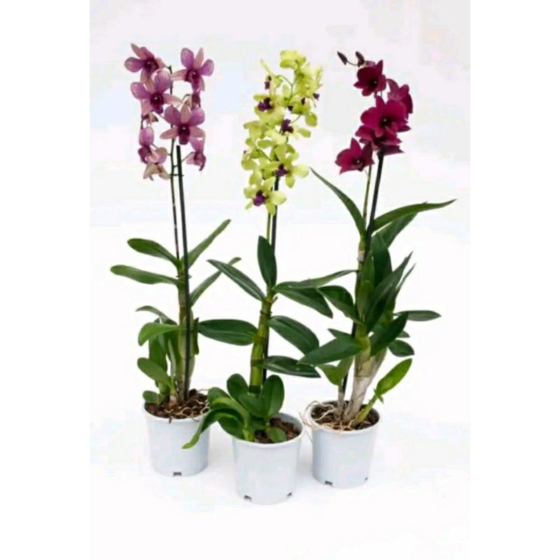 Jual anggrek 3 jenis merah kuning pink knop spike-angrek 3 jenis Niming ...