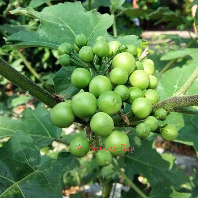 Jual buah pokak/takokak/cepokak 500g | Shopee Indonesia