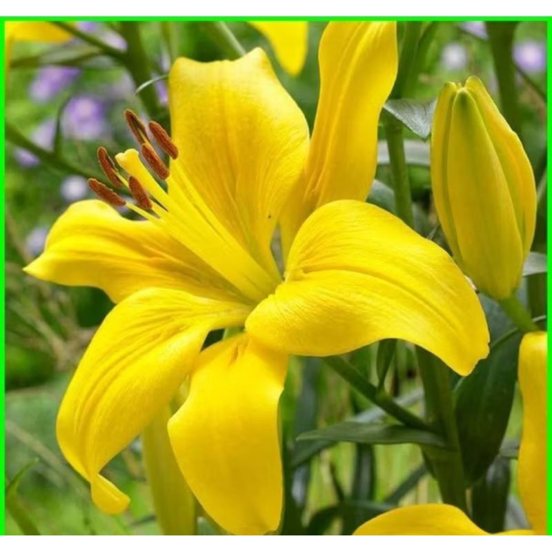 Jual Tanaman Daylily Kuning / tanaman bunga lili kuning | Shopee Indonesia