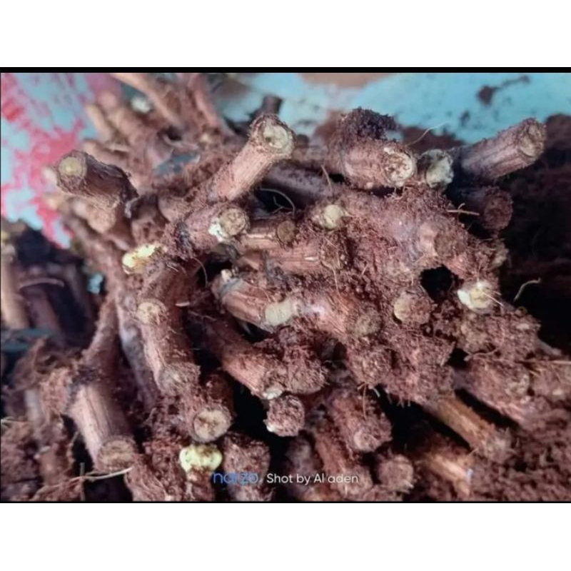 Jual cutting anggur isabella, red master, cleo negra, cordekbisa ...