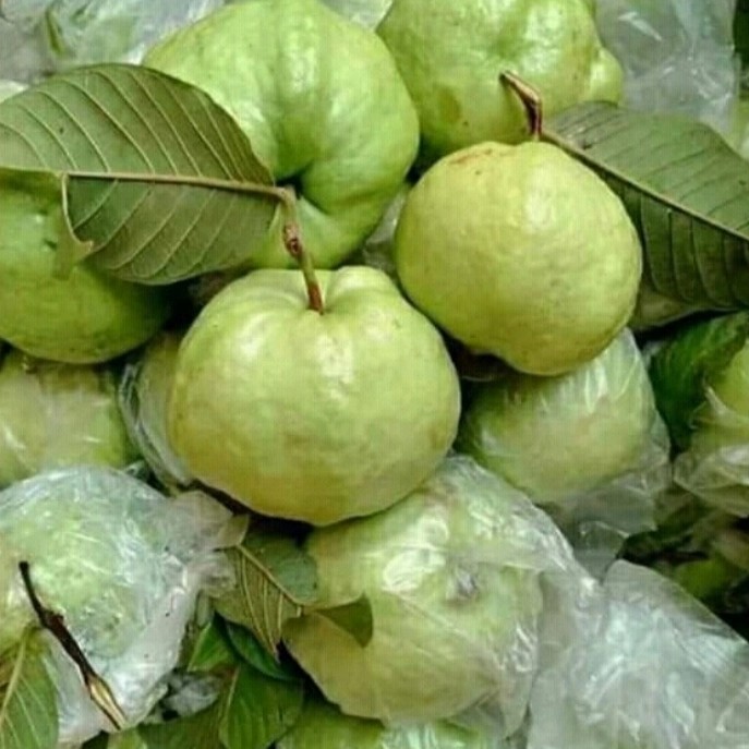 Jual Jambu Kristal / Crystal Guava 500g 1kg Buah Segar Bandung | Shopee ...