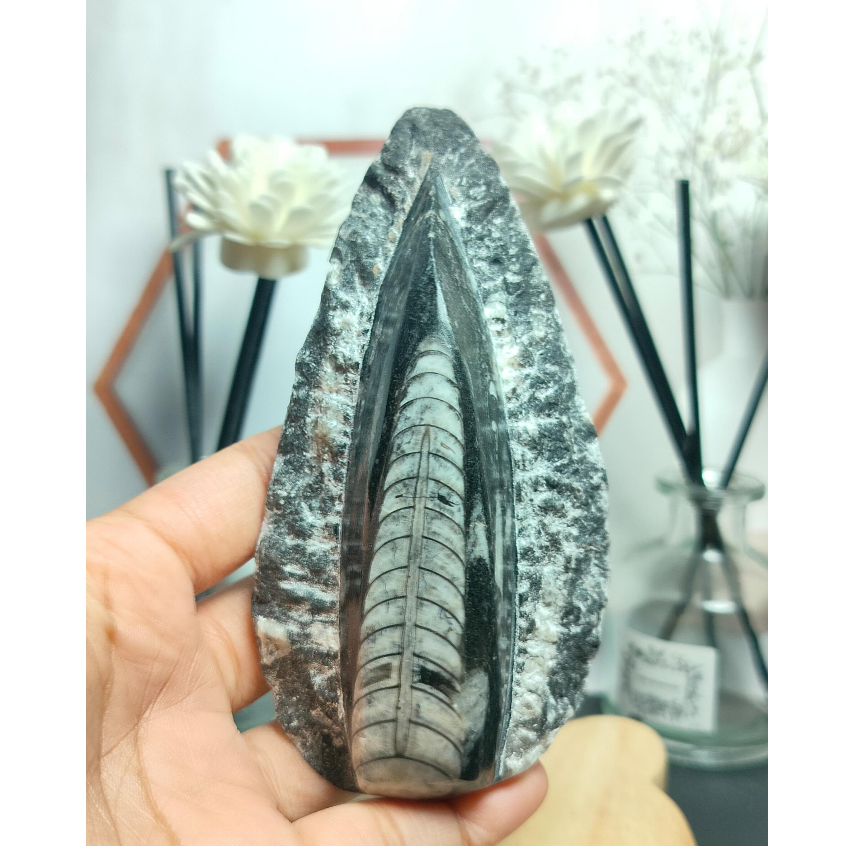 Jual Batu Natural Orthoceras Fossil (2) | Shopee Indonesia