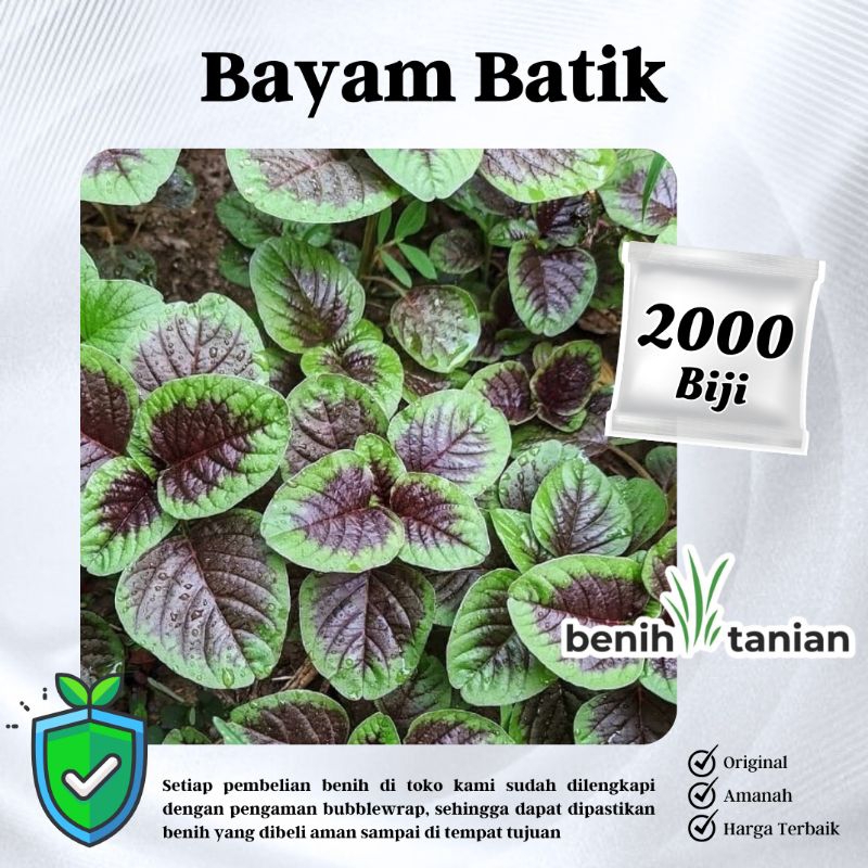 Jual 2000 Biji Benih Bayam Batik Bibit Bayam Loreng Unggul | Shopee ...