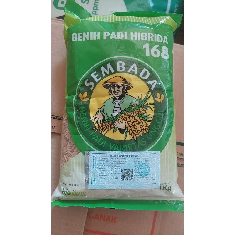 Jual BENIH PADI HIBRIDA VARIETAS UNGGUL SEMBADA 168 1Kg Original ...