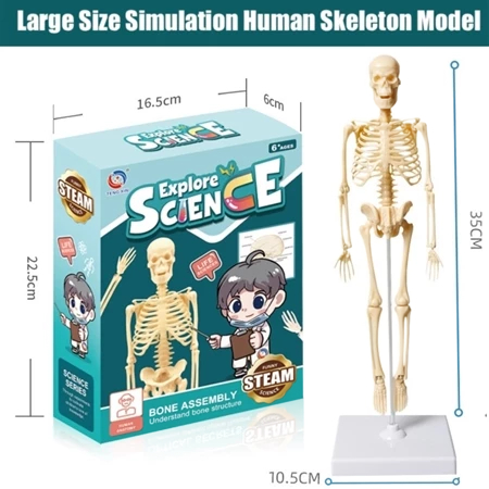 Jual Mainan Puzzle 3D Model Human Body Edukasi Anak Sains Belajar ...