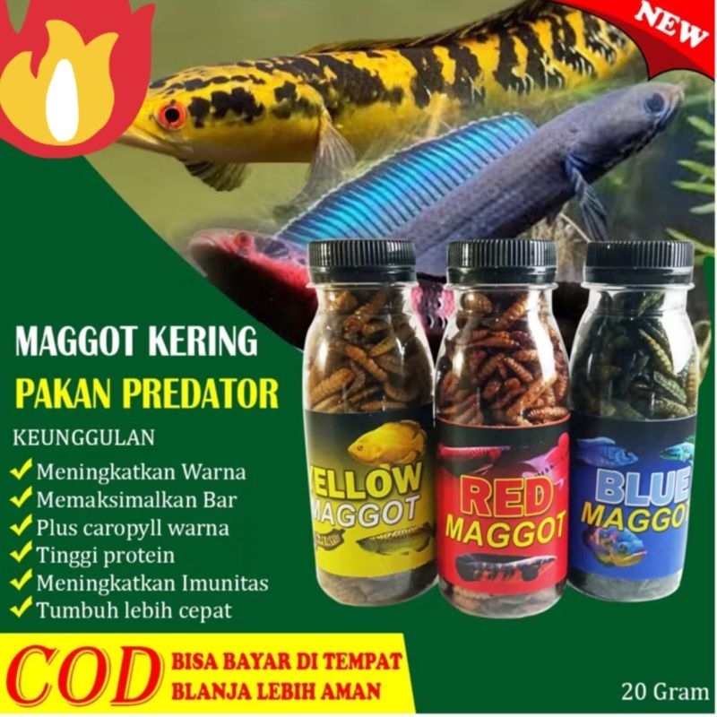 Jual Maggot premium carophyll red blue yellow pakan ikan channa louhan ...