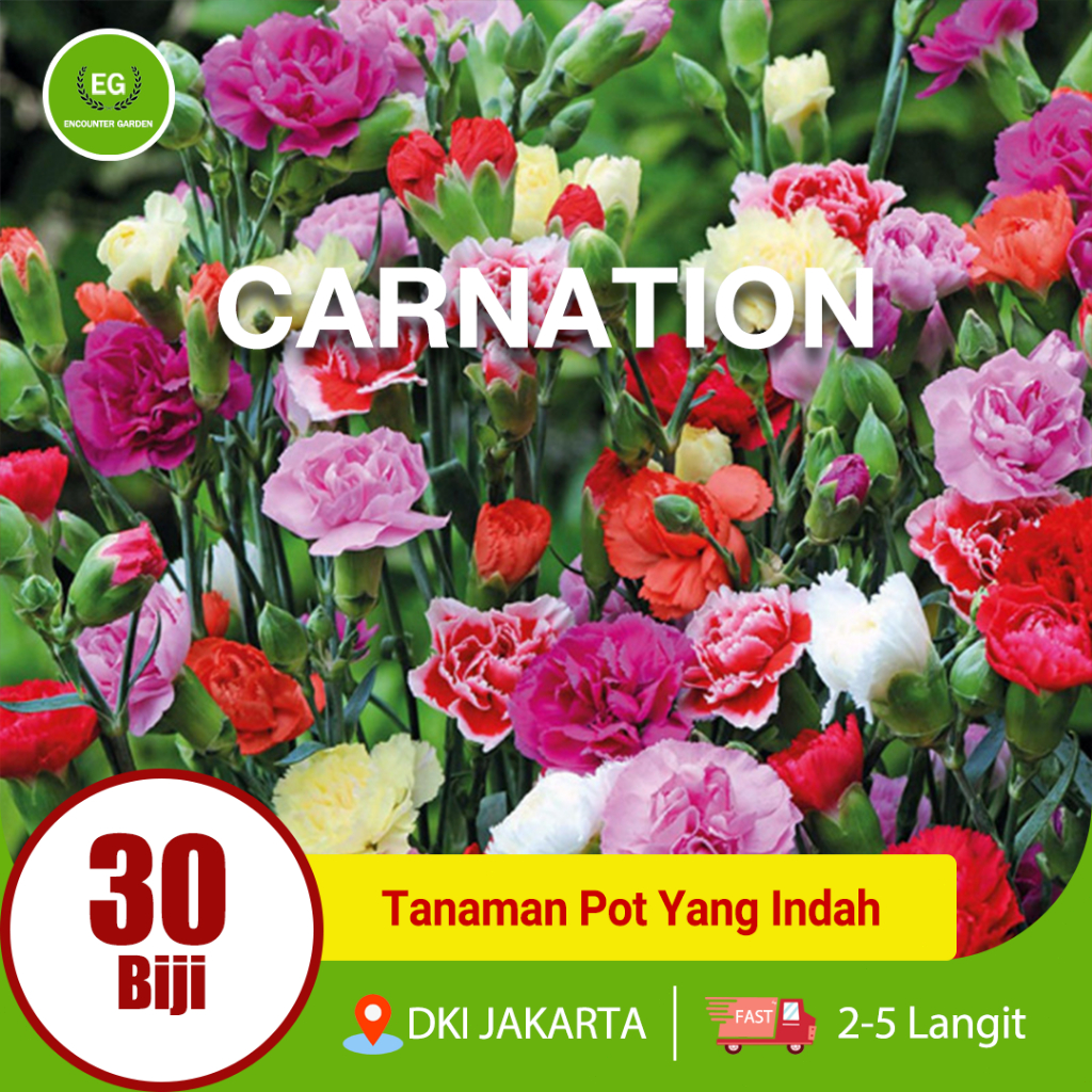 Jual BENIH ANYELIR BERKUALITAS BAIK CARNATION BUNGA TAMAN YANG INDAH ...