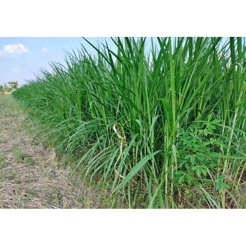 Jual 1 Kg Bibit Rumput Pakcong Super / Bibit Napier Pakcong / Bibit ...