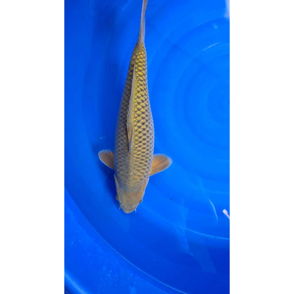 Jual (READY!!!) Koi Super Soragoi Juara 1 KC Ring Rapi Bulky Punuk ...